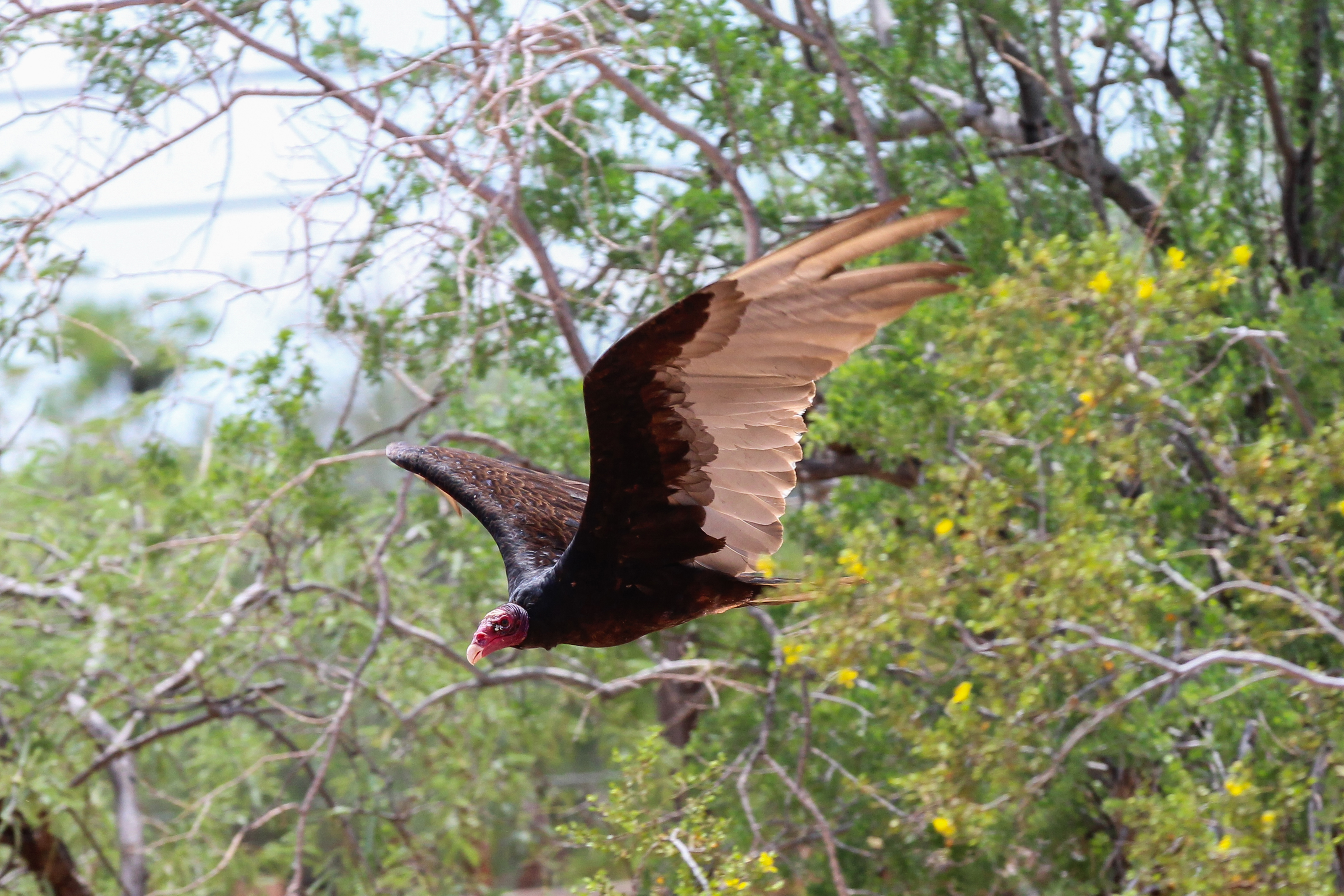 Desert Museum Opens Creative Vulture Culture Exhibit | Company Newsroom ...