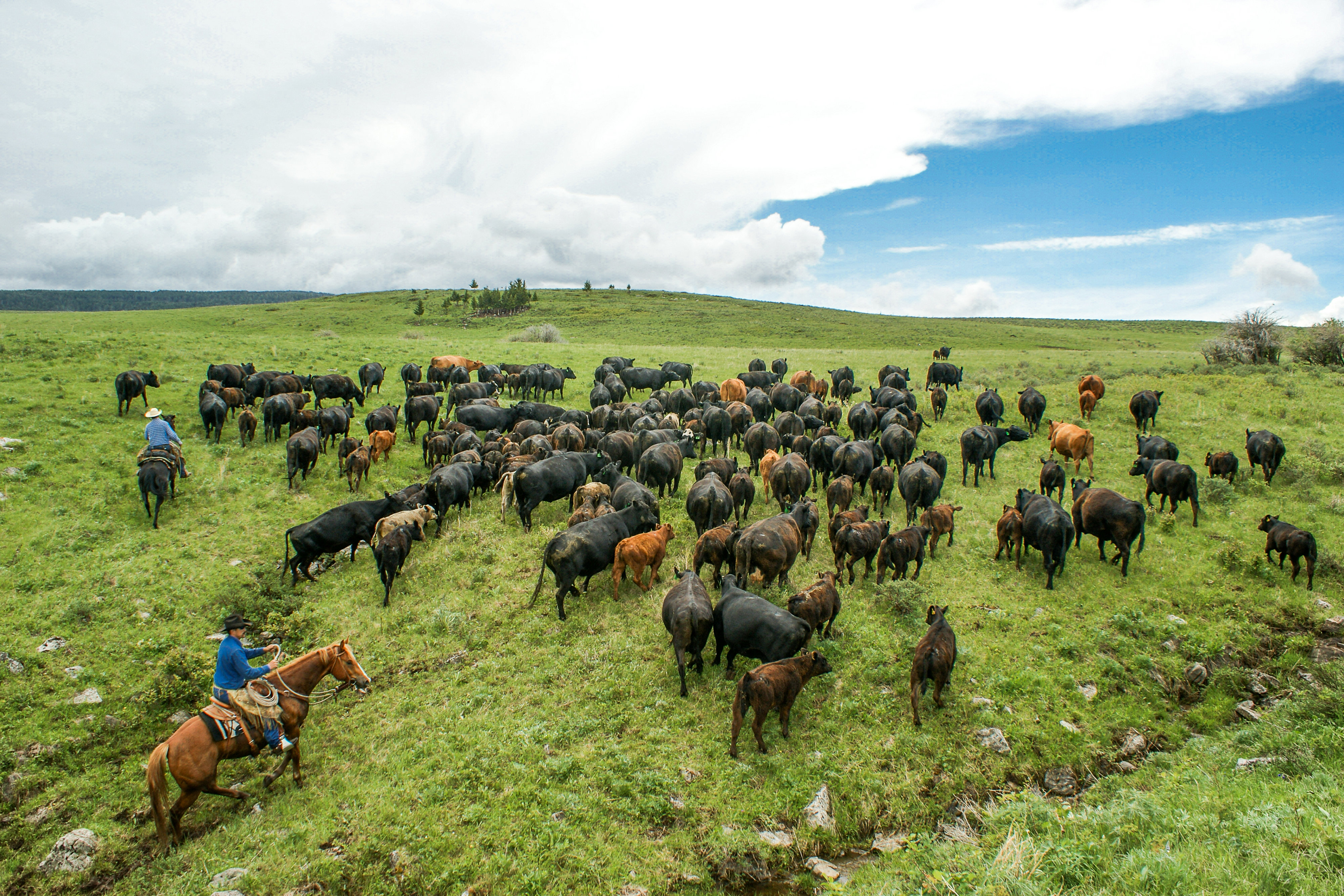 RanchMeat Offers Innovative New Way to Connect Cattle Ranchers With ...