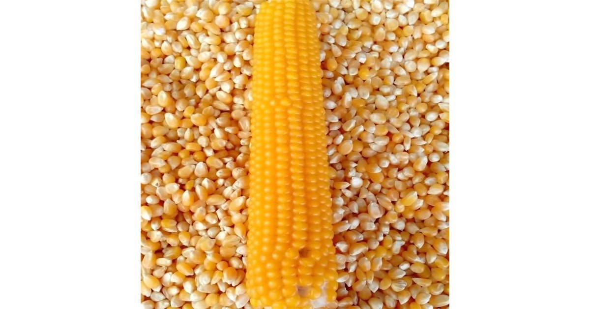 Yellow Corn/Maize for Animal Feed / Yellow Corn For Poultry Feed ...